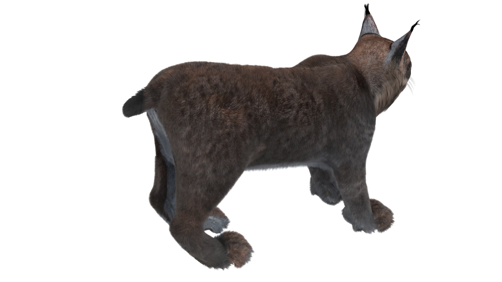 3D Model Eurasian Lynx - TurboSquid 2329556