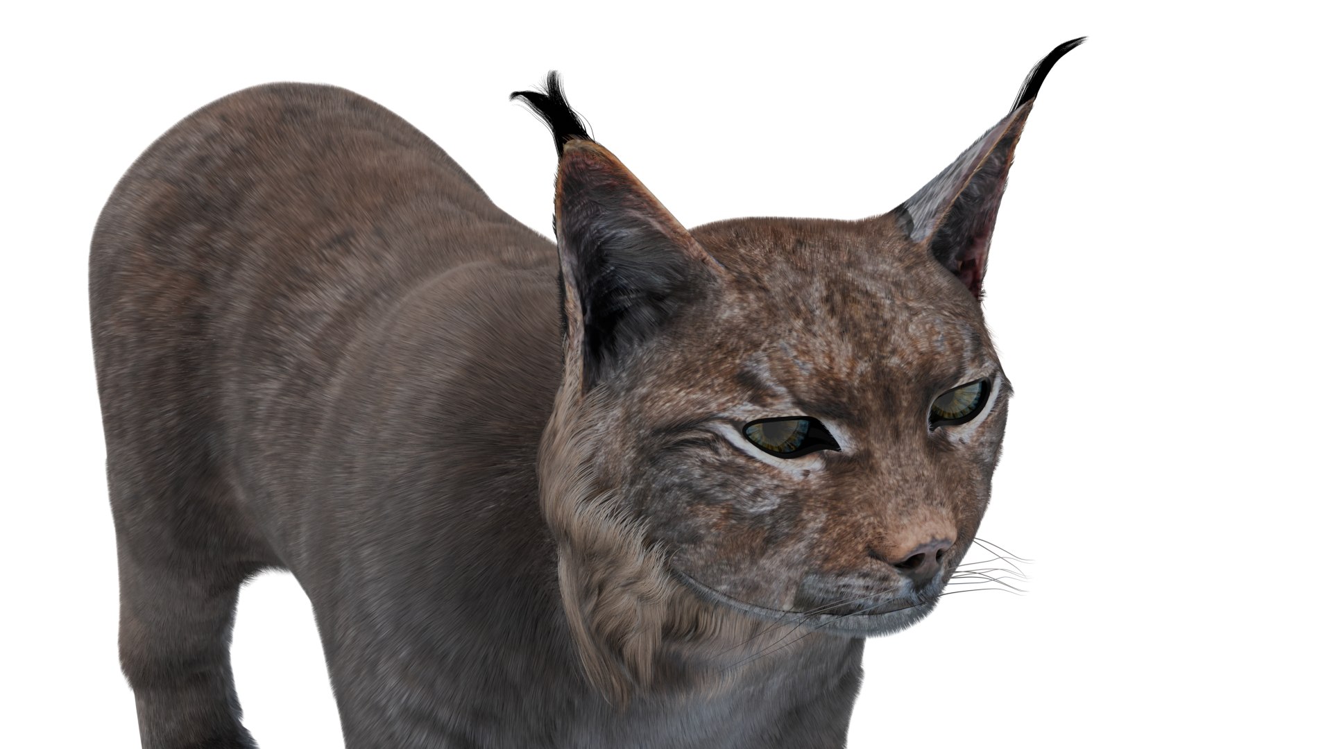 3D Model Eurasian Lynx - TurboSquid 2329556
