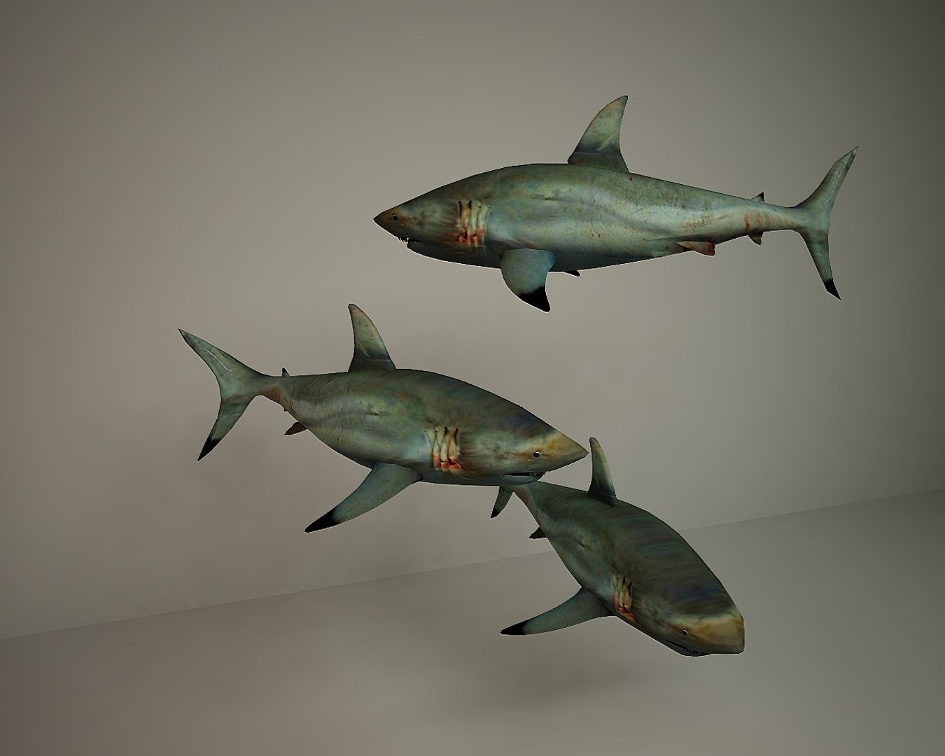 Sharks 3d Model