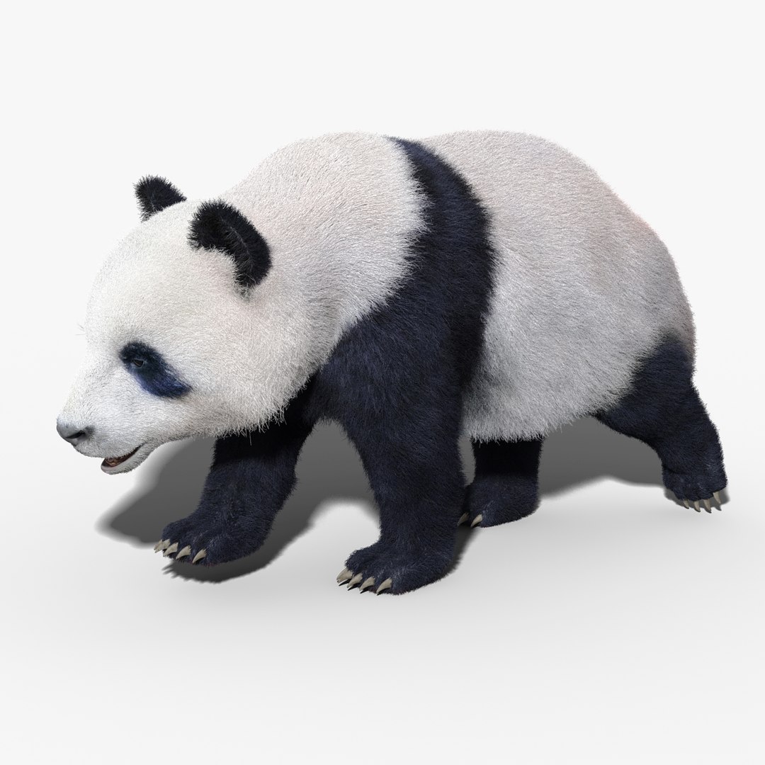 3ds Max Panda Bear Fur Rigged