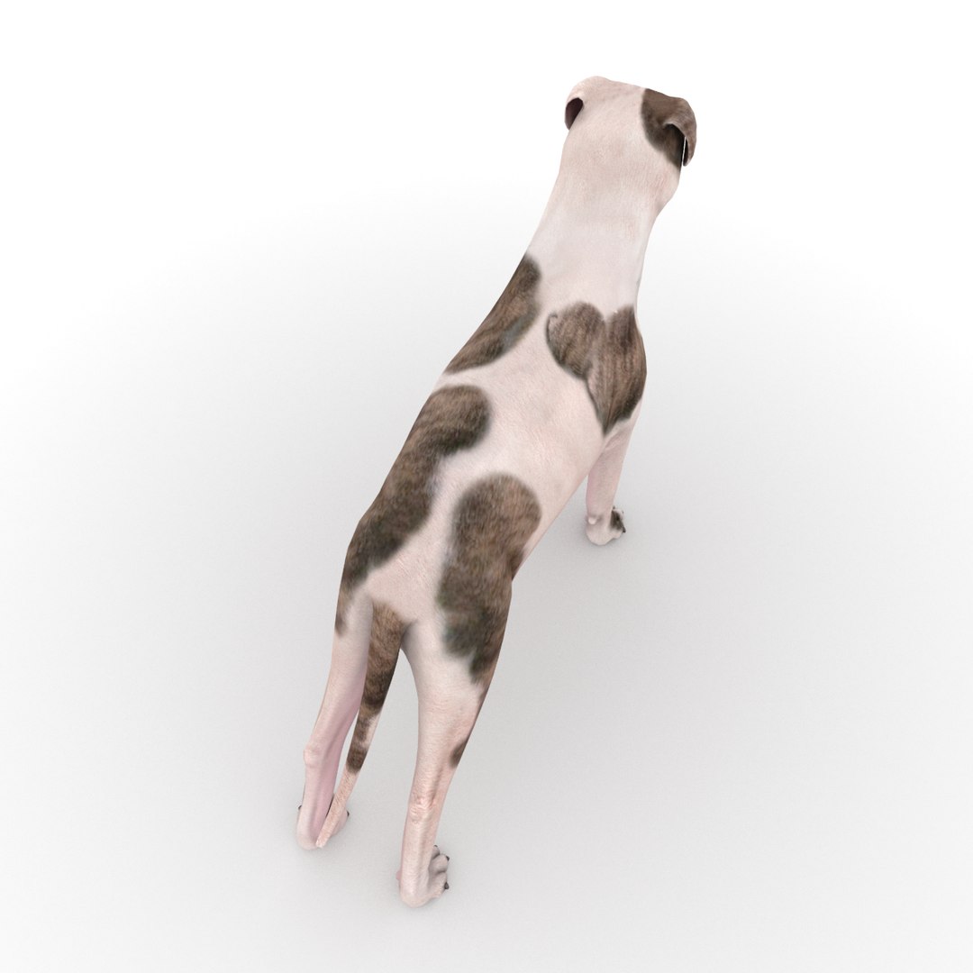 3D american bulldog - TurboSquid 1374275