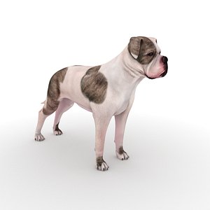 3D American Bulldog - TurboSquid 1365571