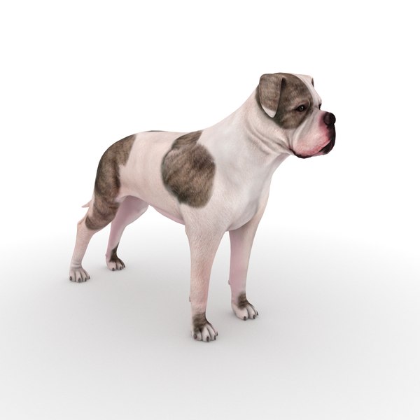 3D american bulldog - TurboSquid 1374275
