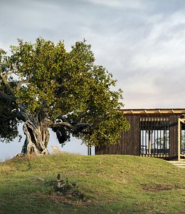 Free 3D Tree Archicad Models - Available For Download On TurboSquid