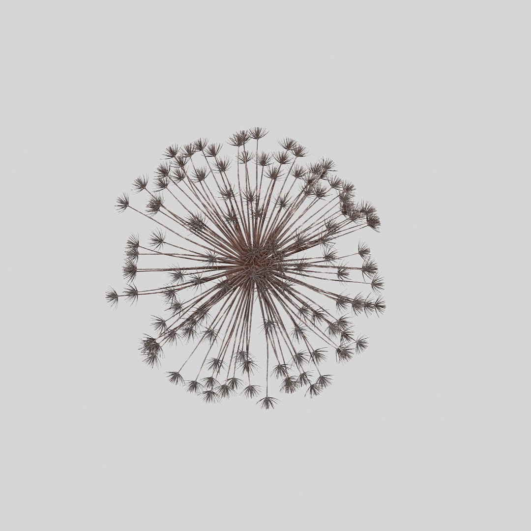 3D Dry Dill Flower Model - TurboSquid 1958640