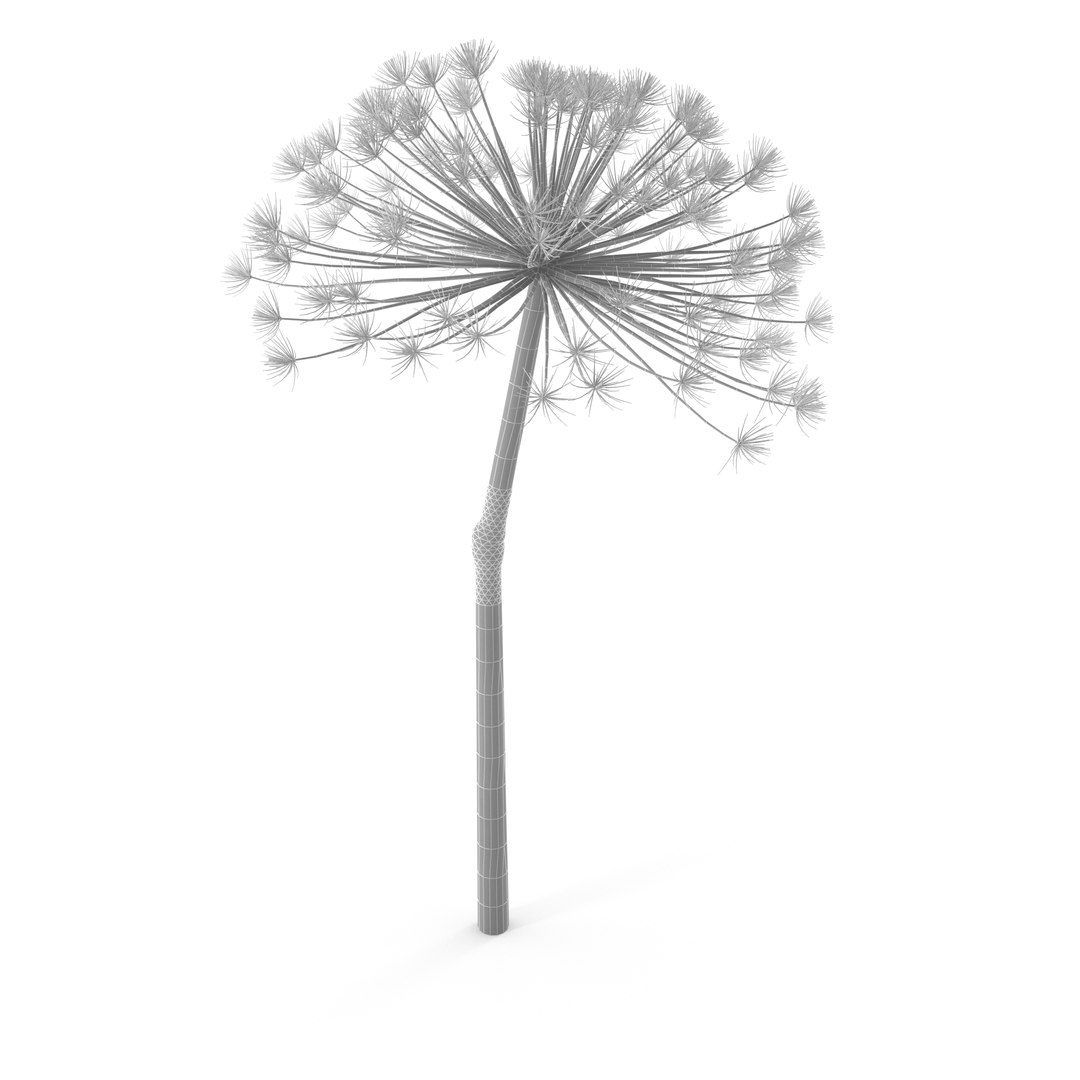 3D Dry Dill Flower Model - TurboSquid 1958640