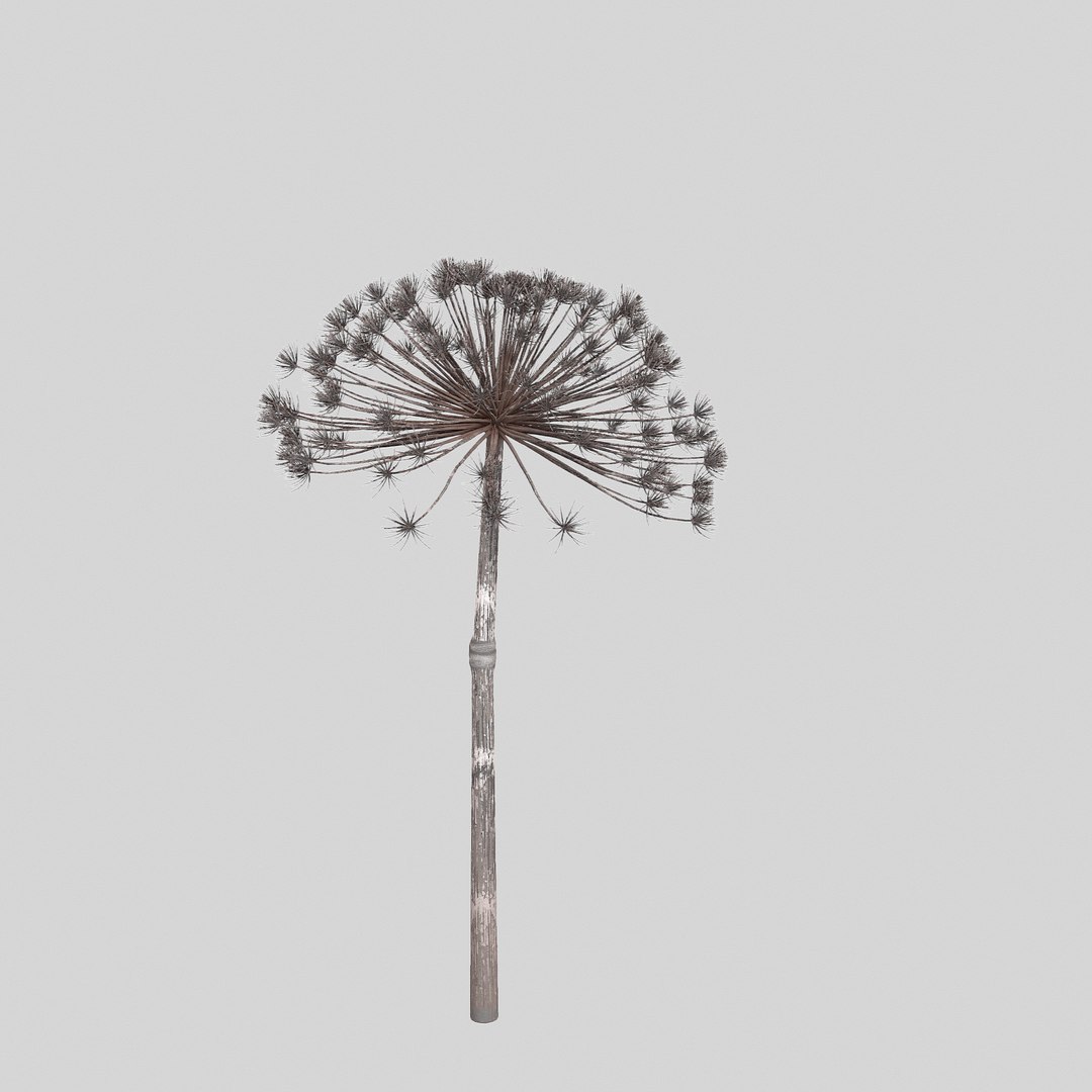 3D Dry Dill Flower Model - TurboSquid 1958640