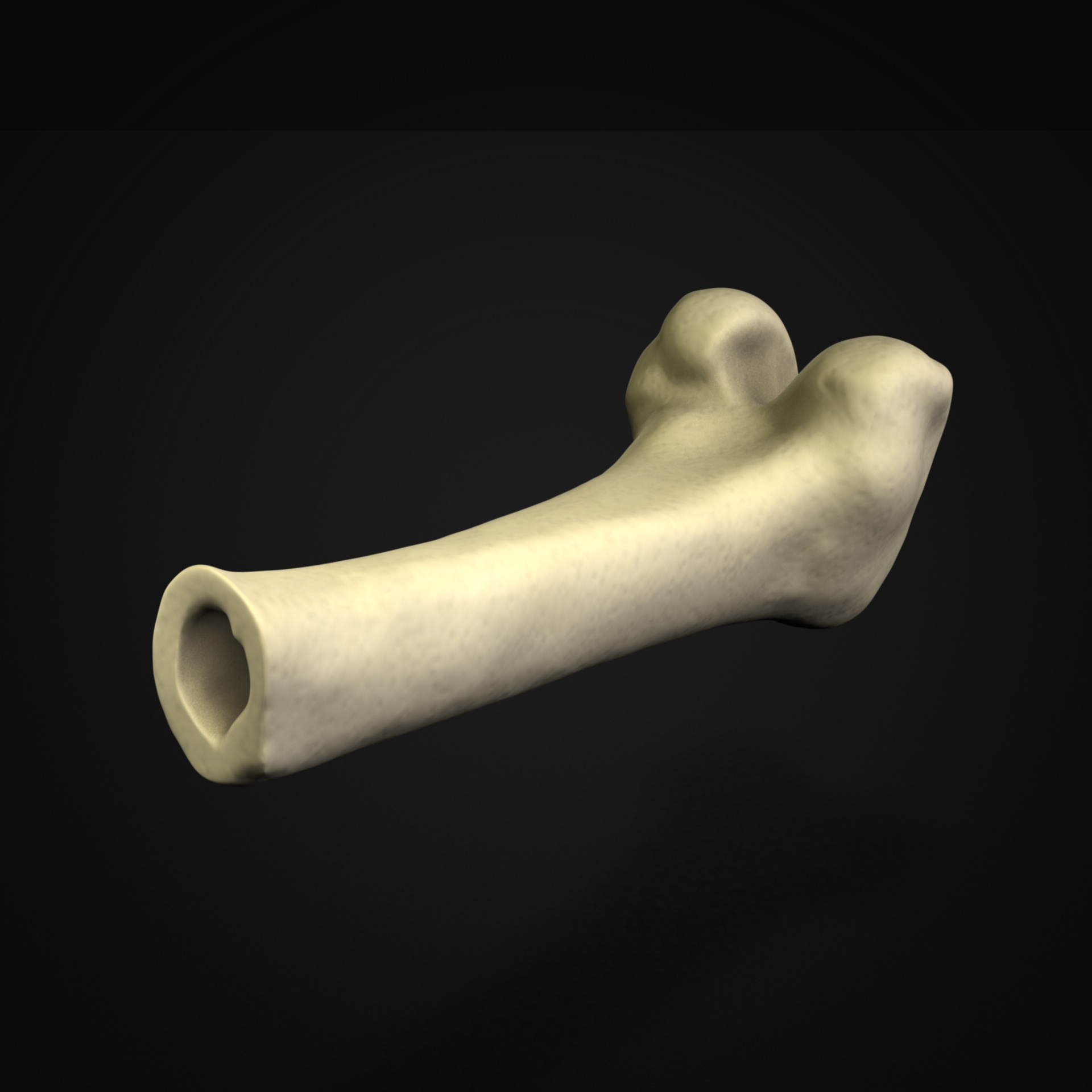 modelo 3d Sección transversal del hueso del muslo del fémur ...