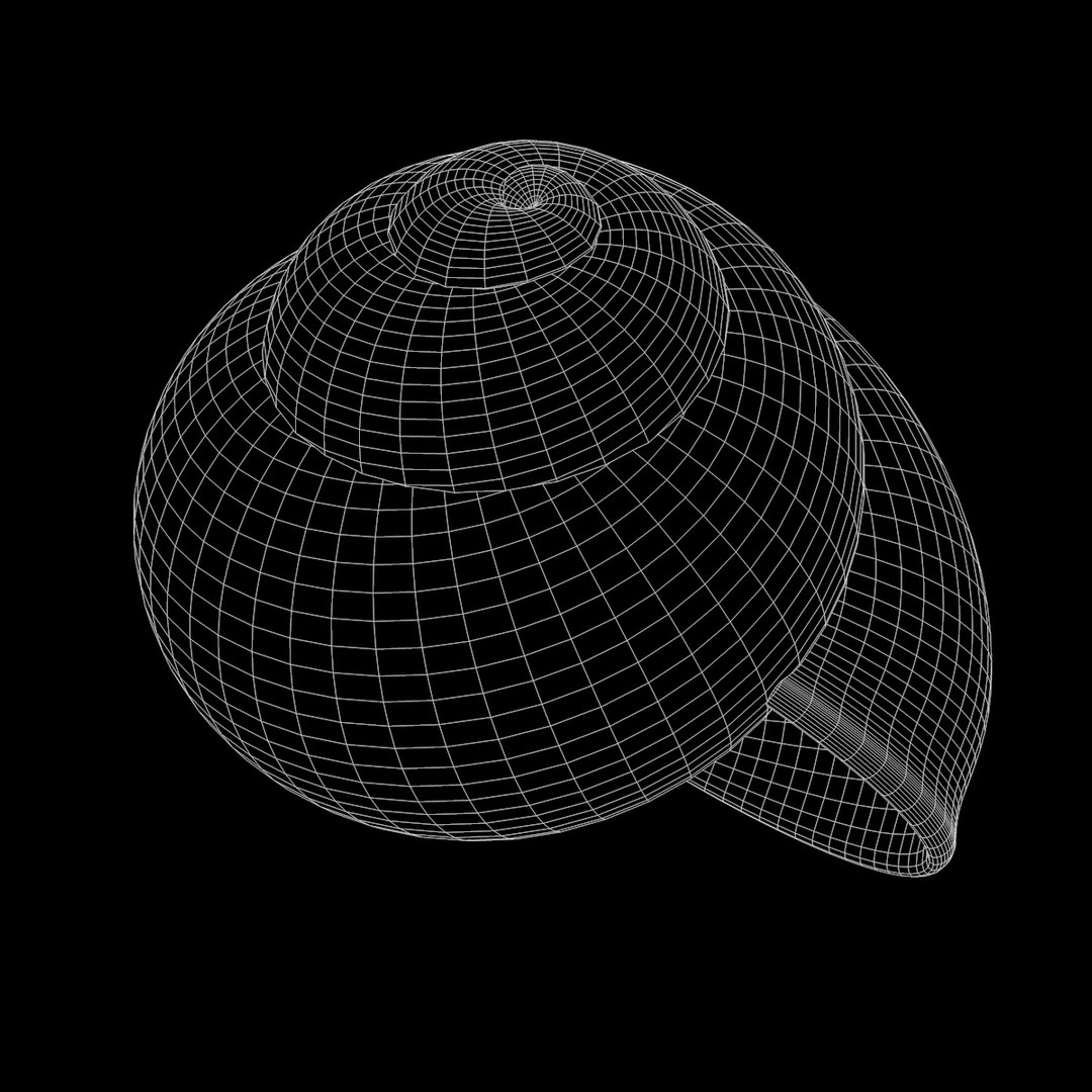 Snail Shell 3d Model