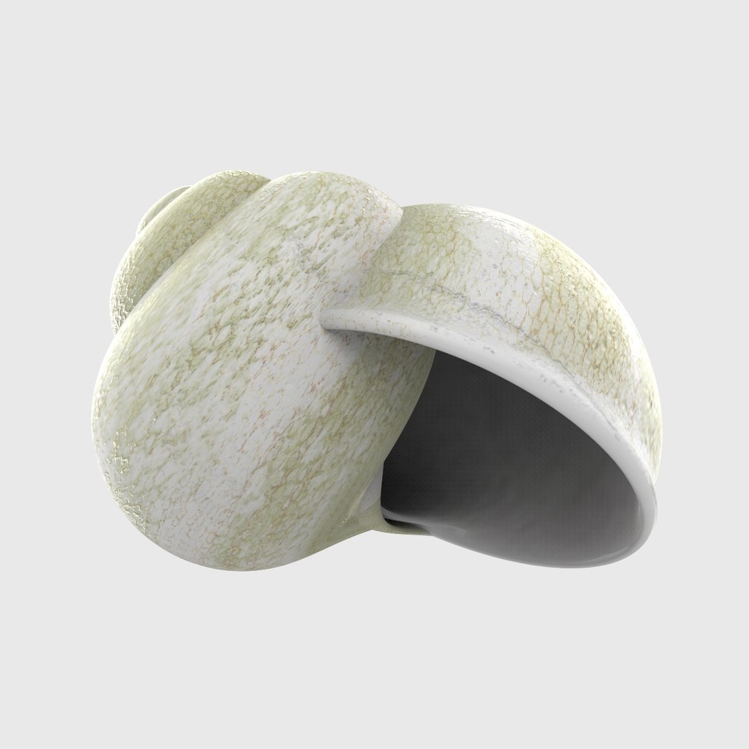 Snail Shell 3d Model