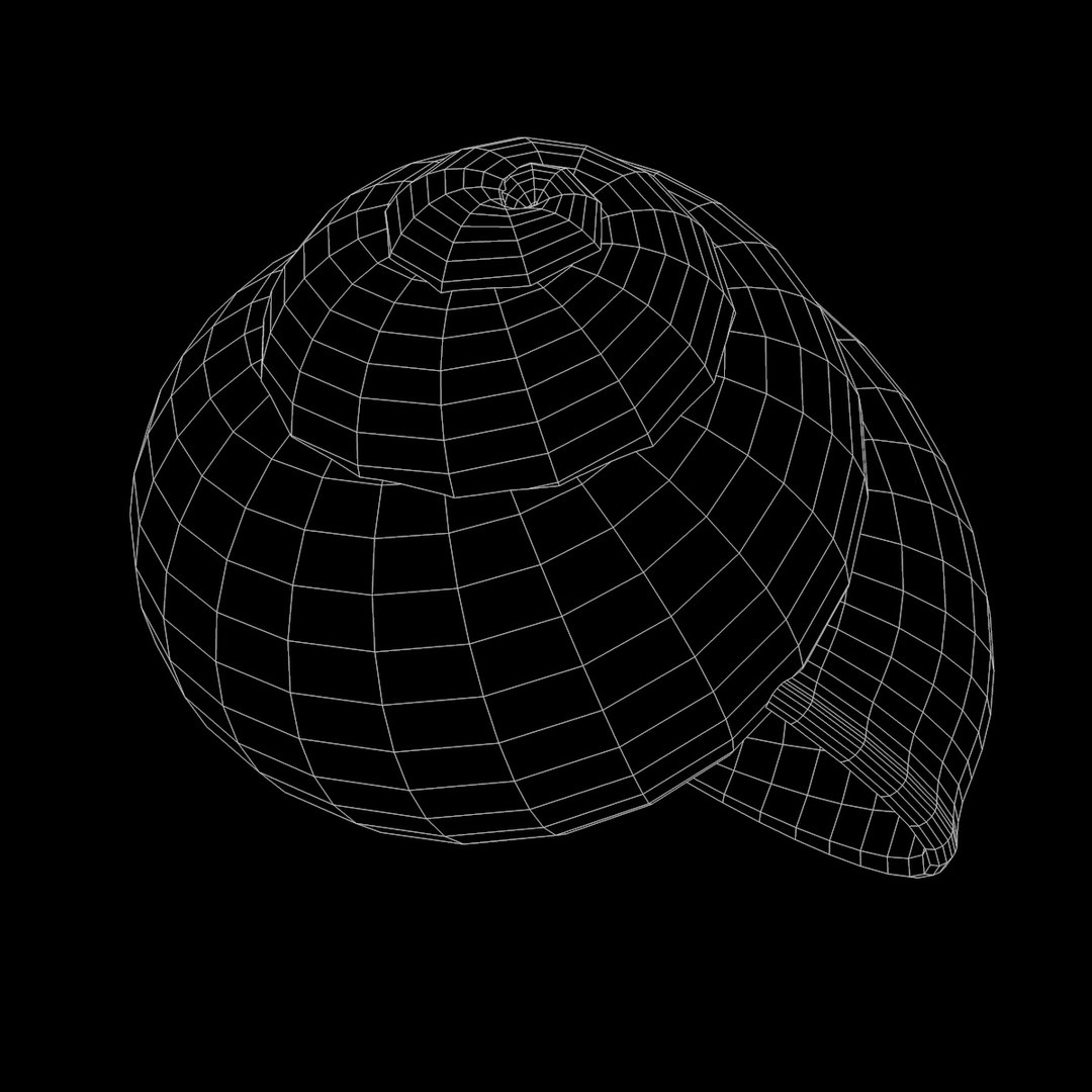 Snail Shell 3d Model
