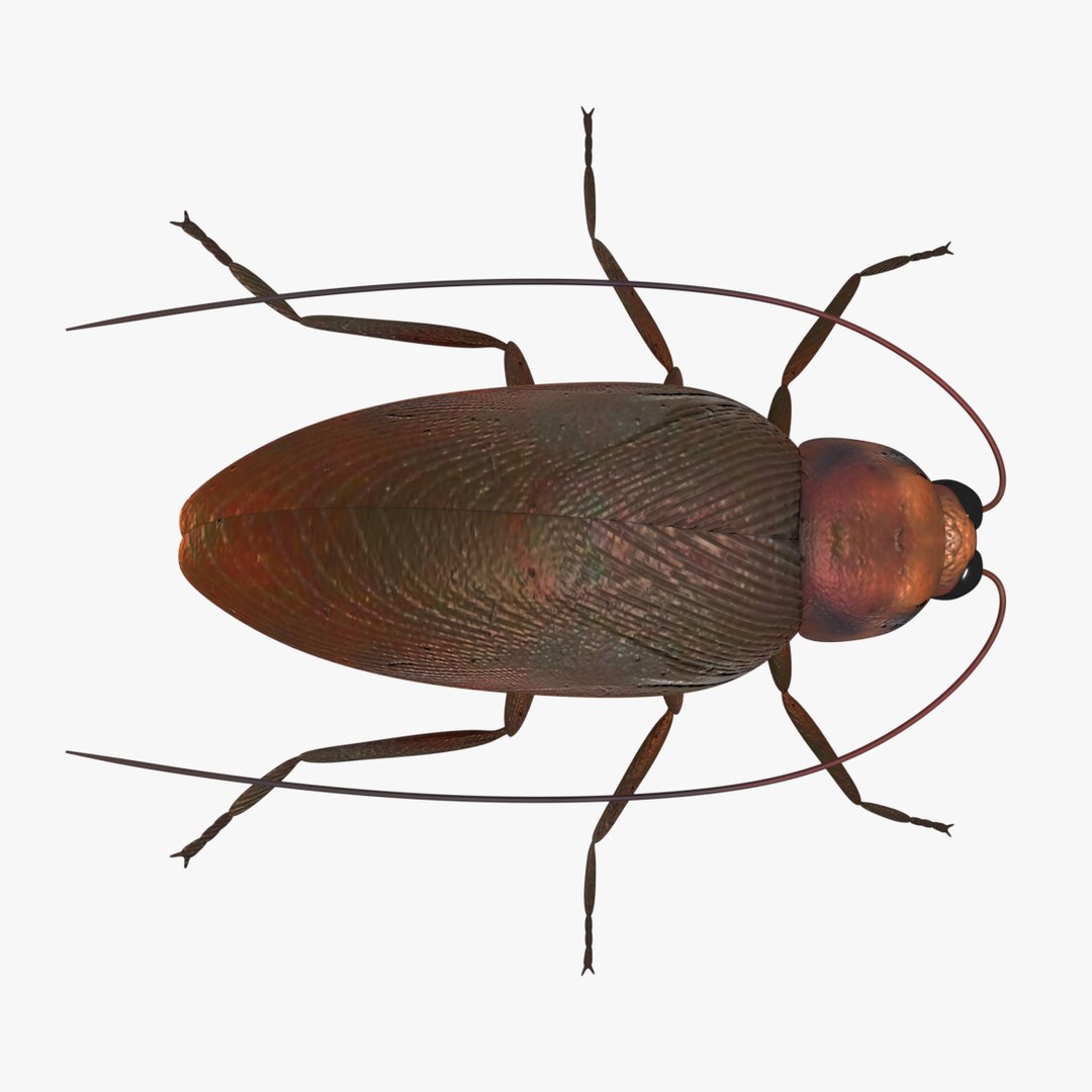Cockroach 3D Model - TurboSquid 1223192