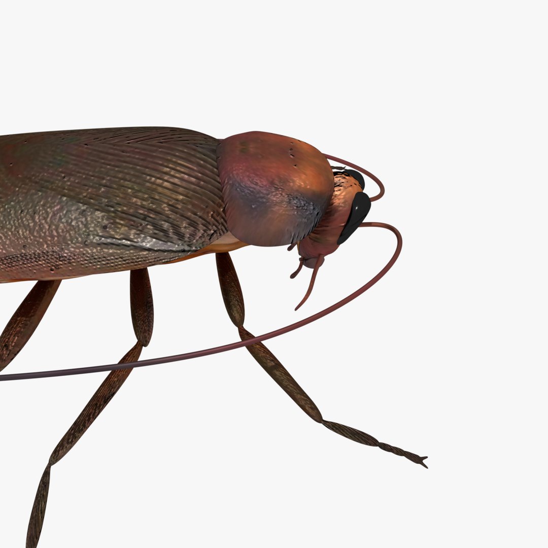 Cockroach 3D Model - TurboSquid 1223192