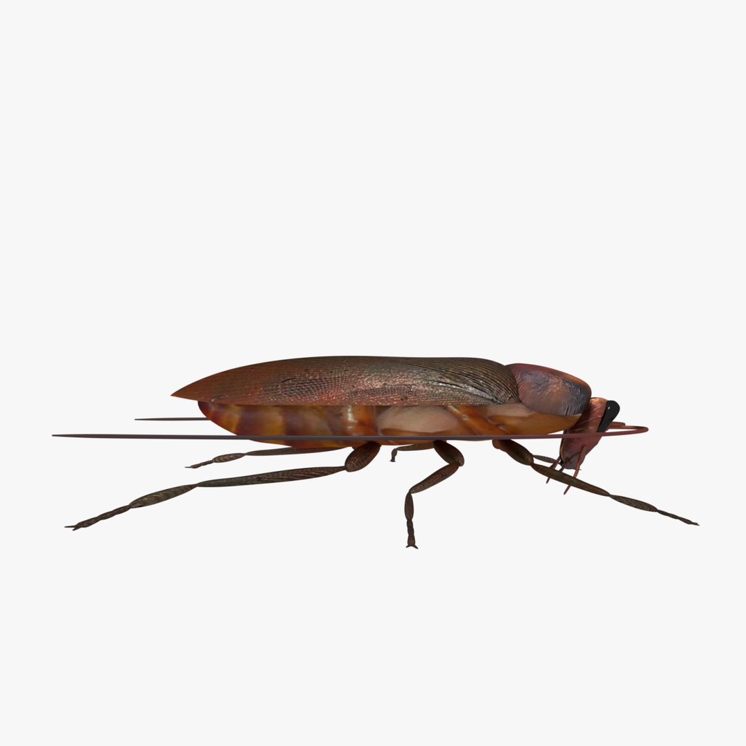 Cockroach 3D Model - TurboSquid 1223192
