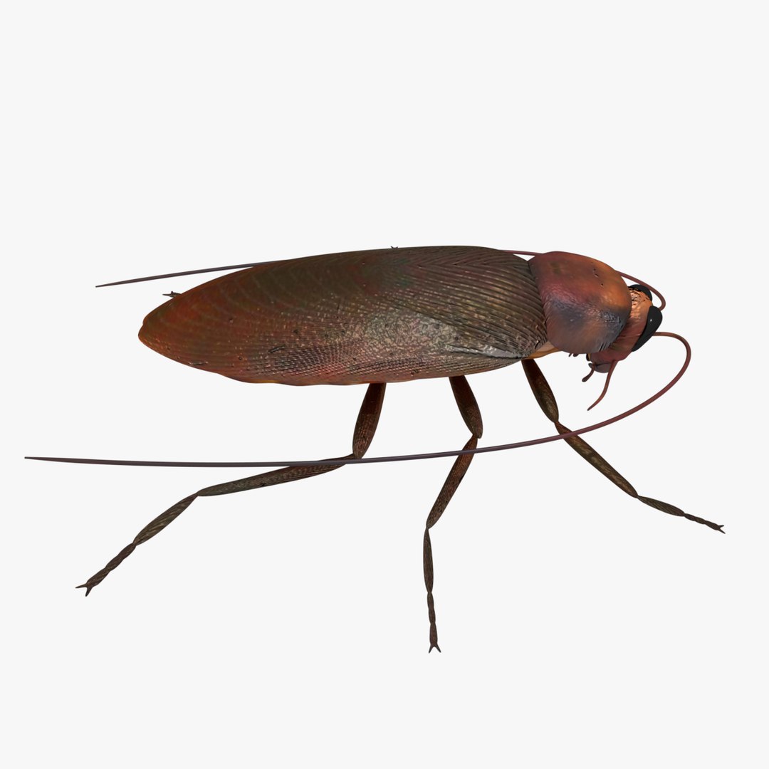Cockroach 3D Model - TurboSquid 1223192