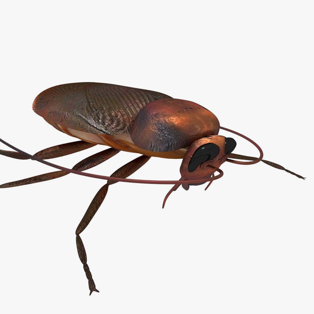 Cockroach 3D Model - TurboSquid 1223192
