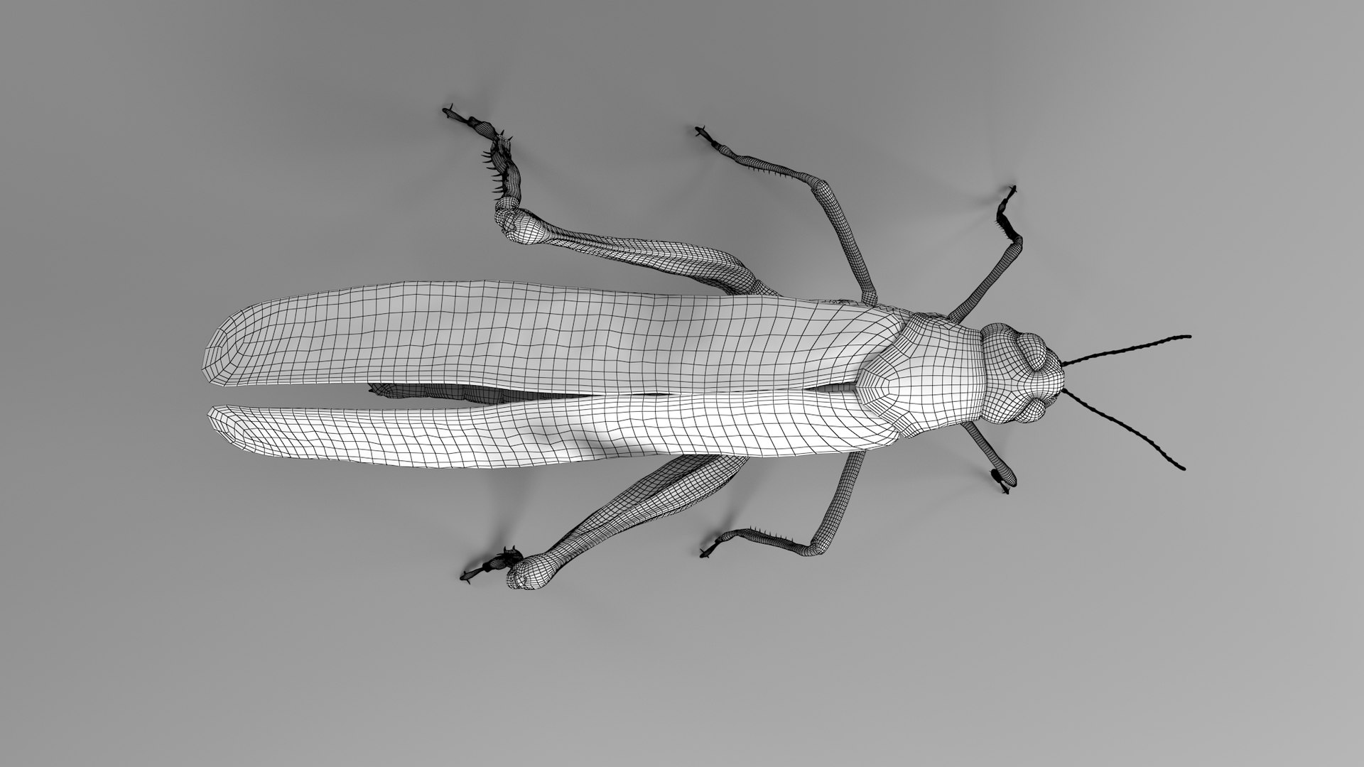 3D Model Photorealistic Rigged Animated Grasshopper - TurboSquid 2264229