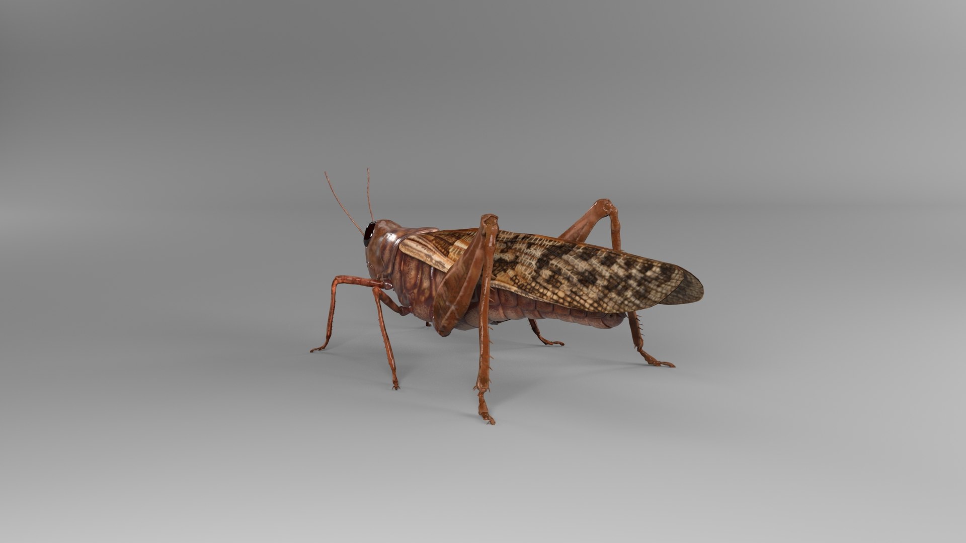 3D Model Photorealistic Rigged Animated Grasshopper - TurboSquid 2264229