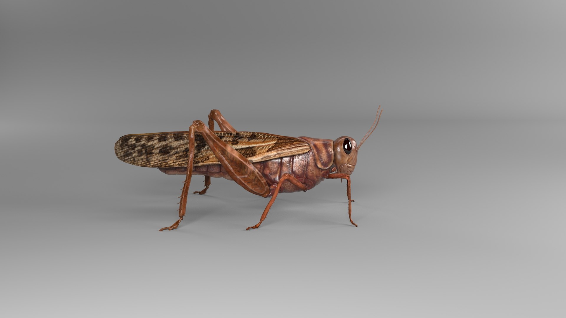 3D Model Photorealistic Rigged Animated Grasshopper - TurboSquid 2264229
