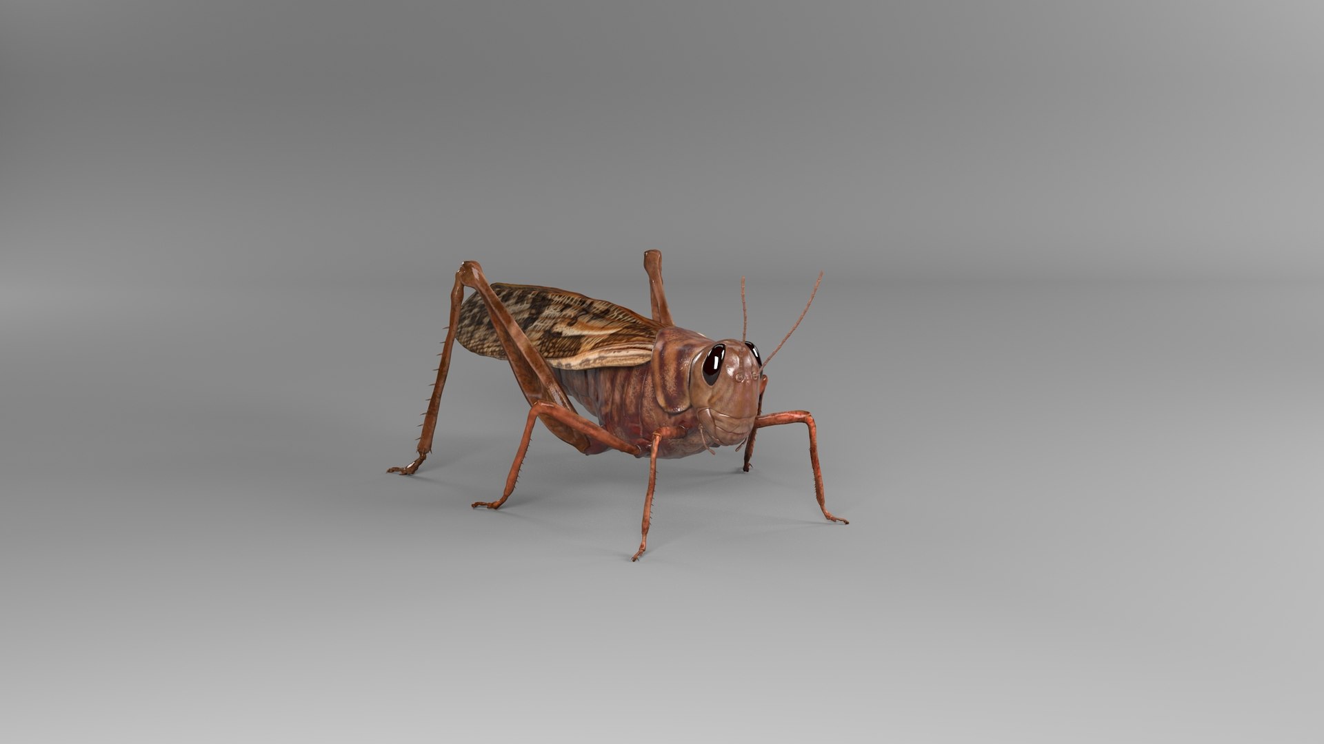 3D Model Photorealistic Rigged Animated Grasshopper - TurboSquid 2264229