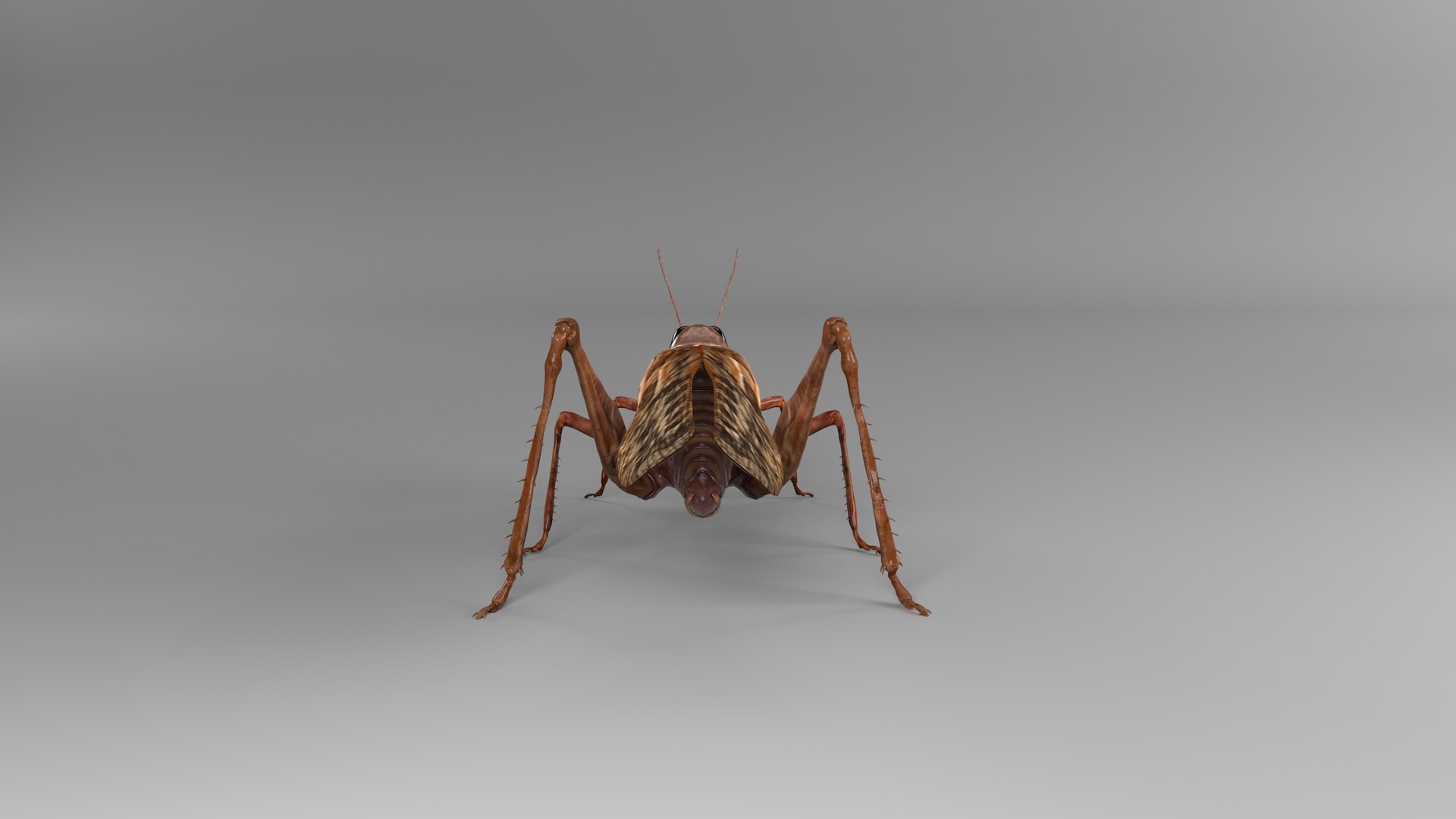 3D Model Photorealistic Rigged Animated Grasshopper - TurboSquid 2264229