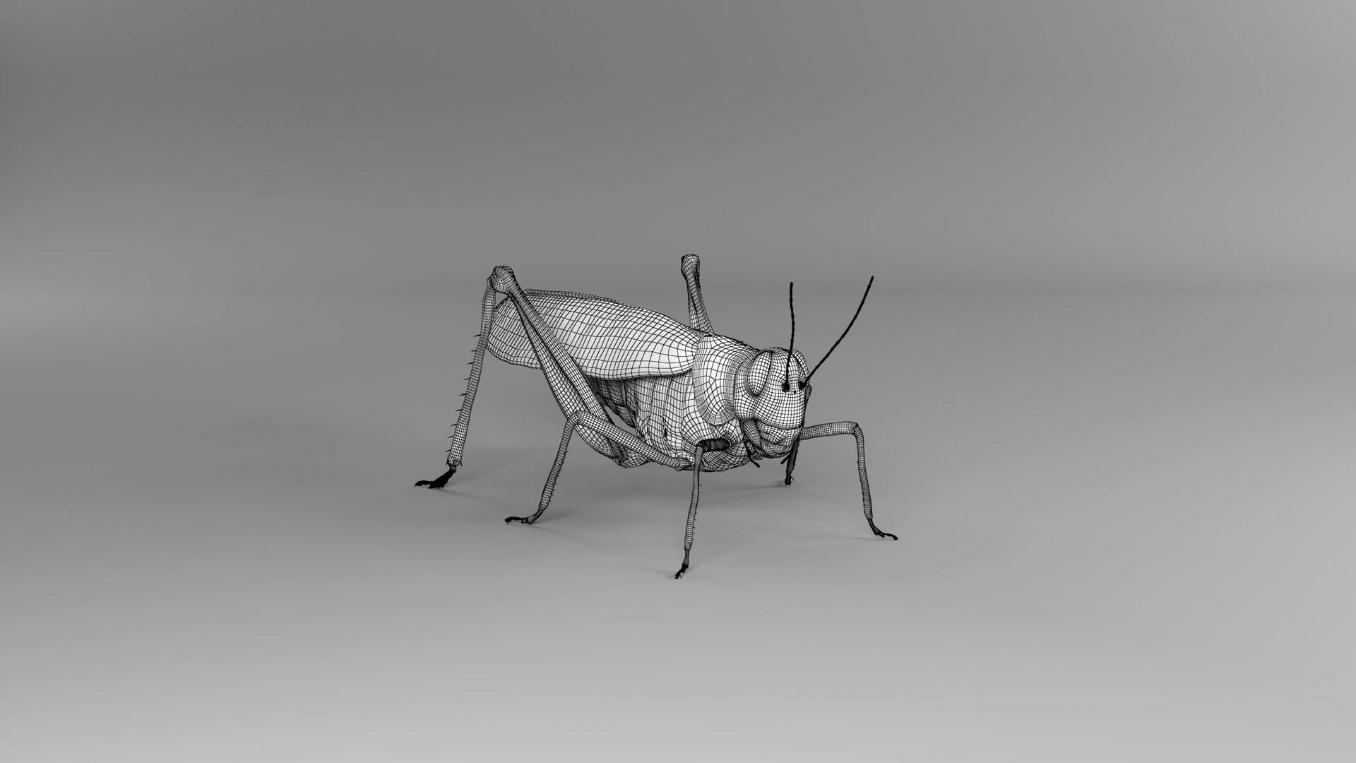 3D Model Photorealistic Rigged Animated Grasshopper - TurboSquid 2264229