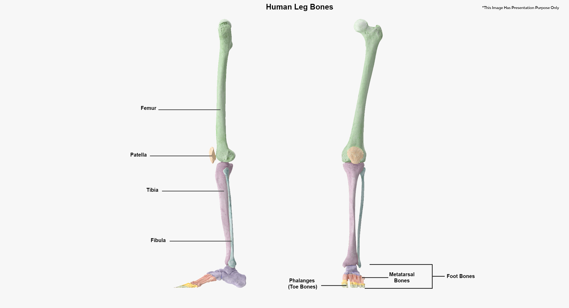3D model Human Leg Bones 02 Collection Yellow - 5 models - TurboSquid ...