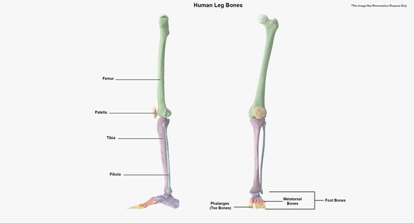 3D model Human Leg Bones 02 Collection Yellow - 5 models - TurboSquid ...