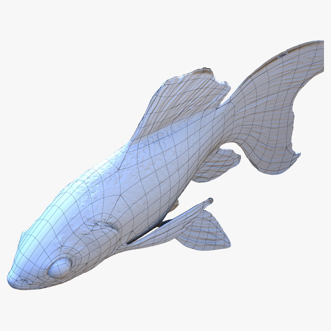 3d Model Of Common Goldfish