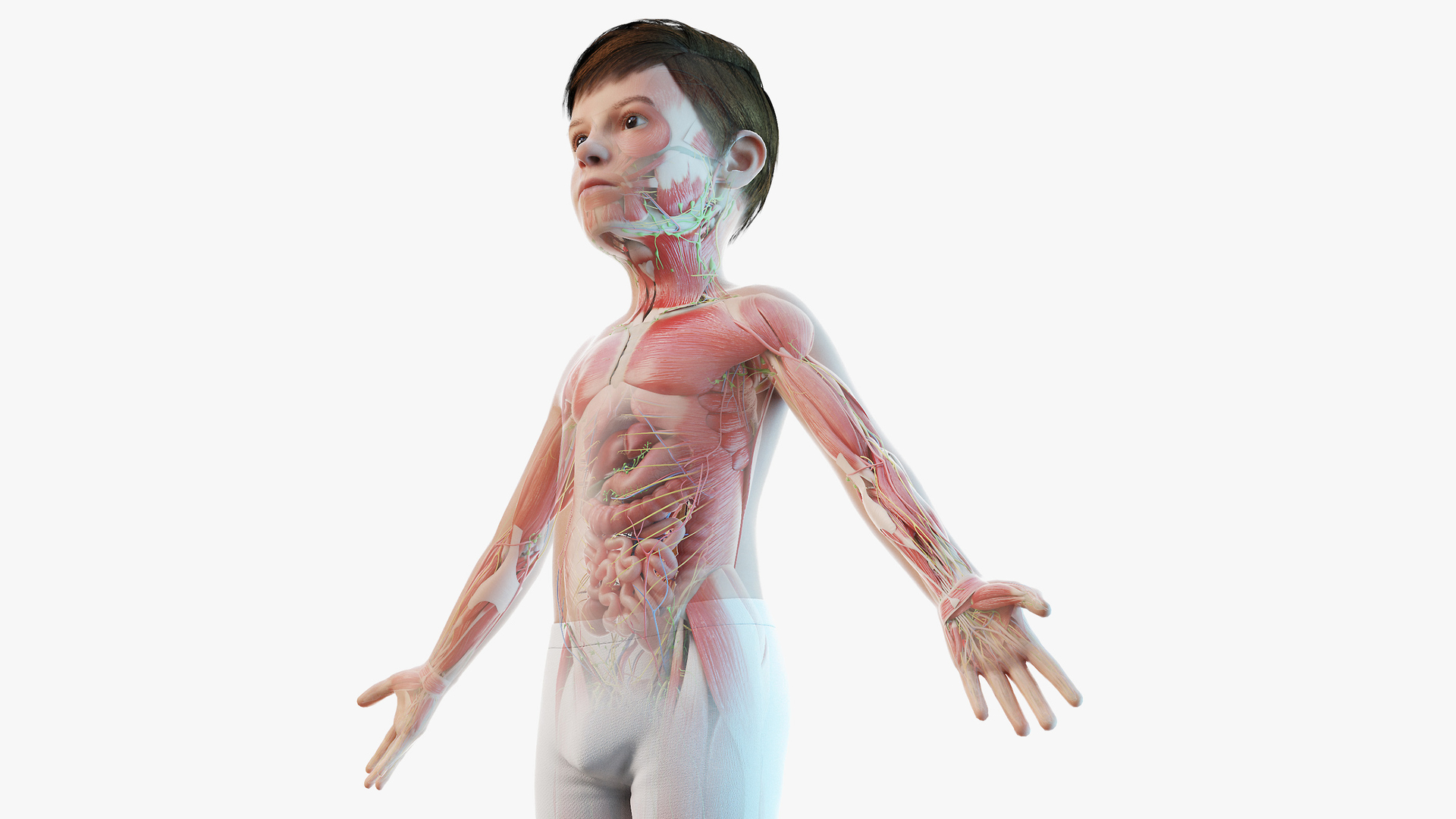 modèle 3D de Anatomie complète du garçon enfant - TurboSquid 1651478