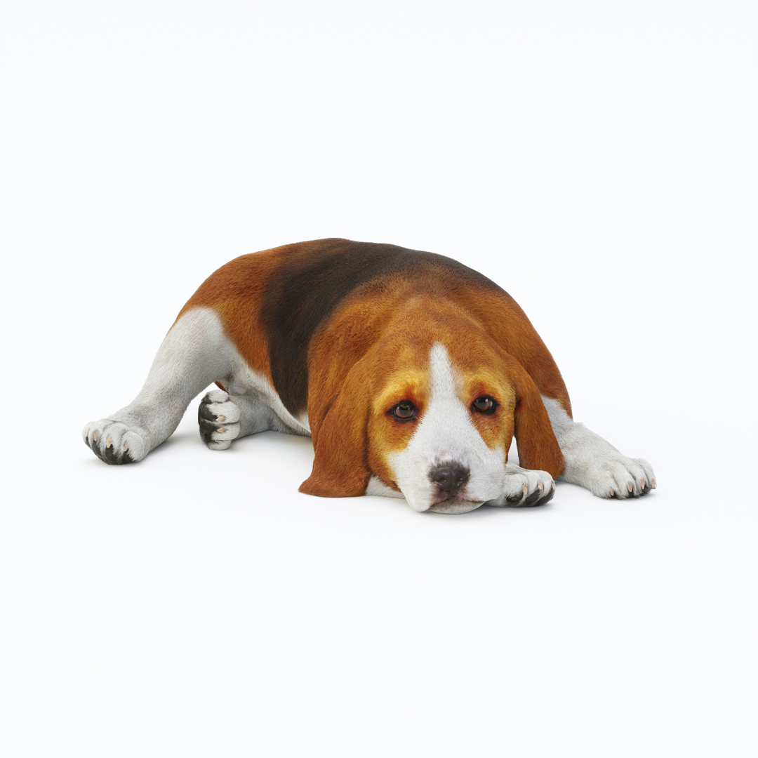 3d Puppy Beagle Model