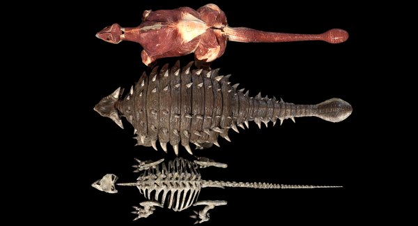 Ankylosaurus Anatomy 3D 3D-Modell - TurboSquid 1407835