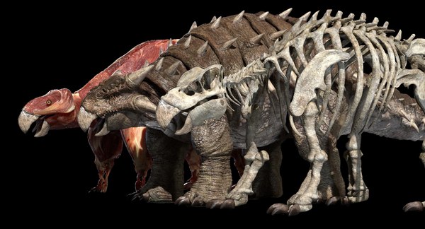 Ankylosaurus Anatomy 3D 3D-Modell - TurboSquid 1407835