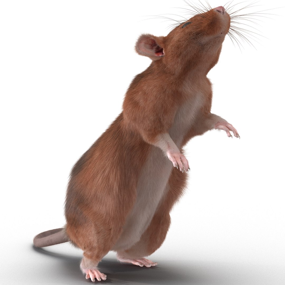 3d Rat 2 Pose Model