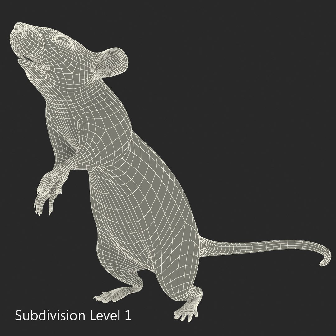 3d Rat 2 Pose Model