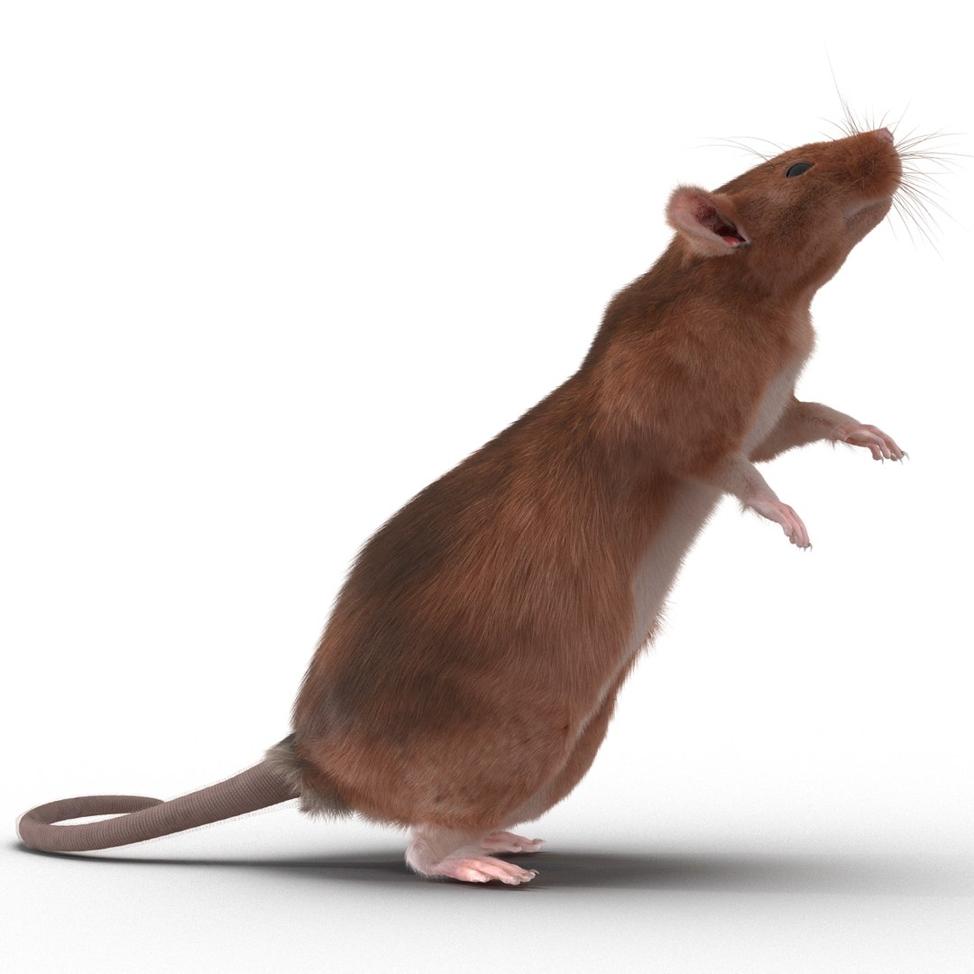 3d Rat 2 Pose Model