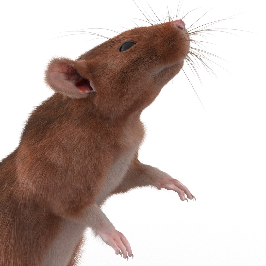 3d Rat 2 Pose Model