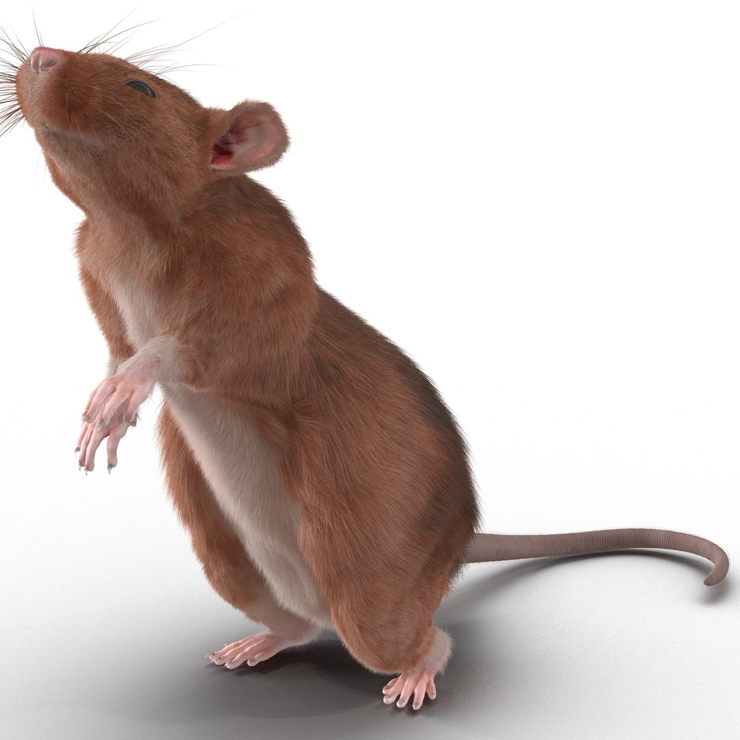3d Rat 2 Pose Model
