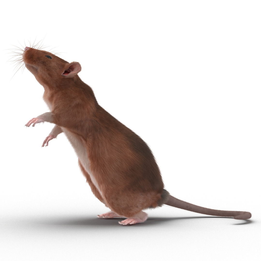 3d Rat 2 Pose Model