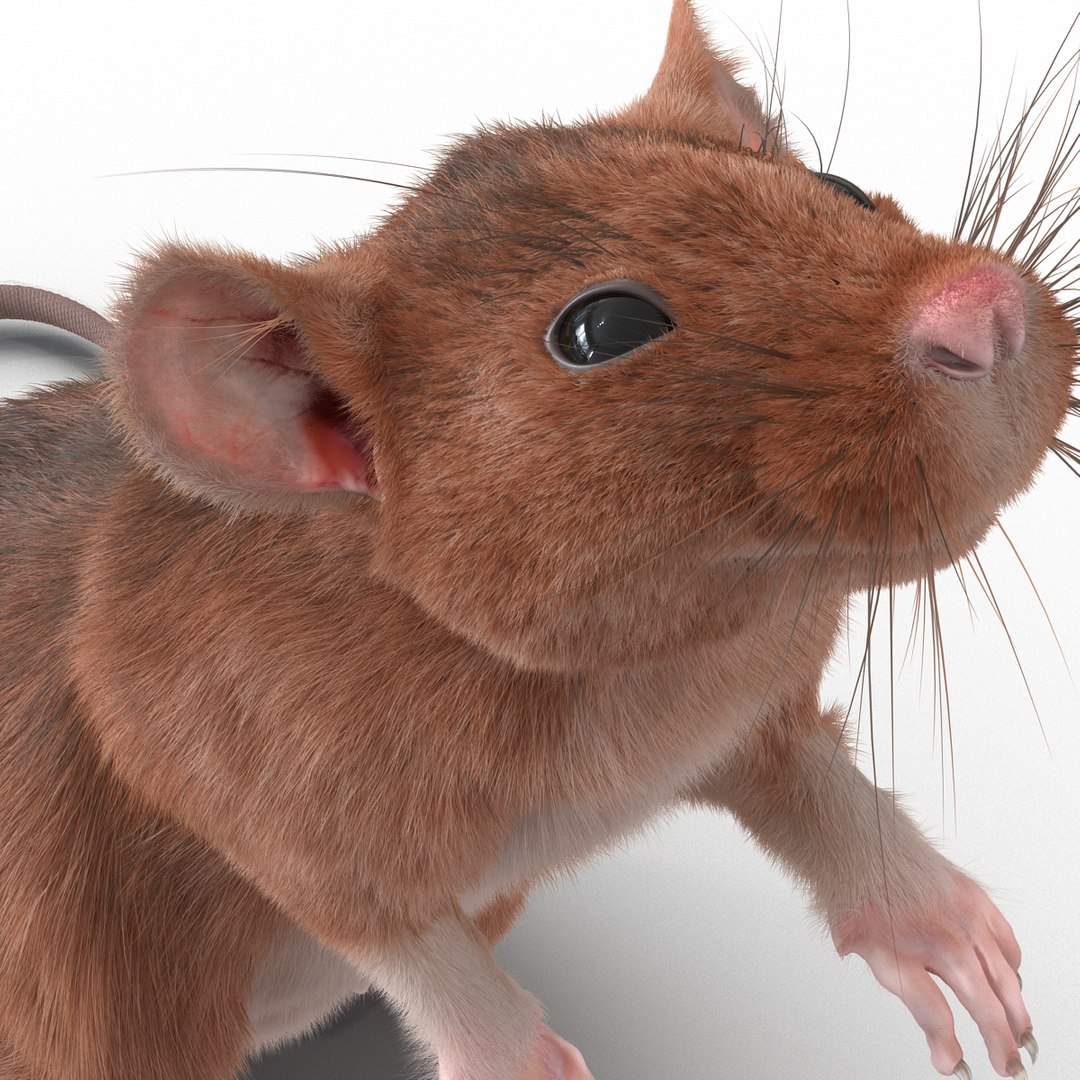 3d Rat 2 Pose Model