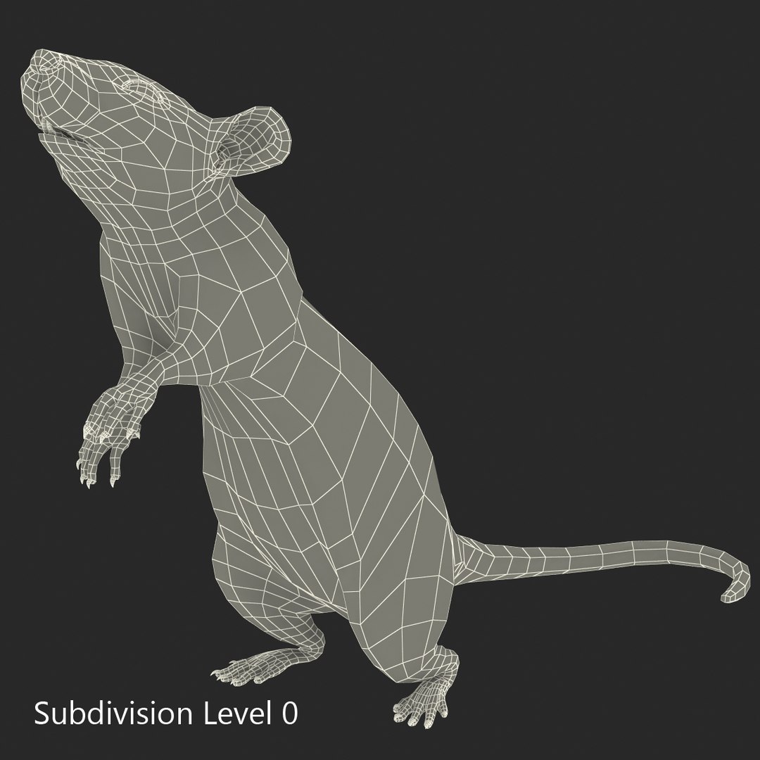 3d Rat 2 Pose Model