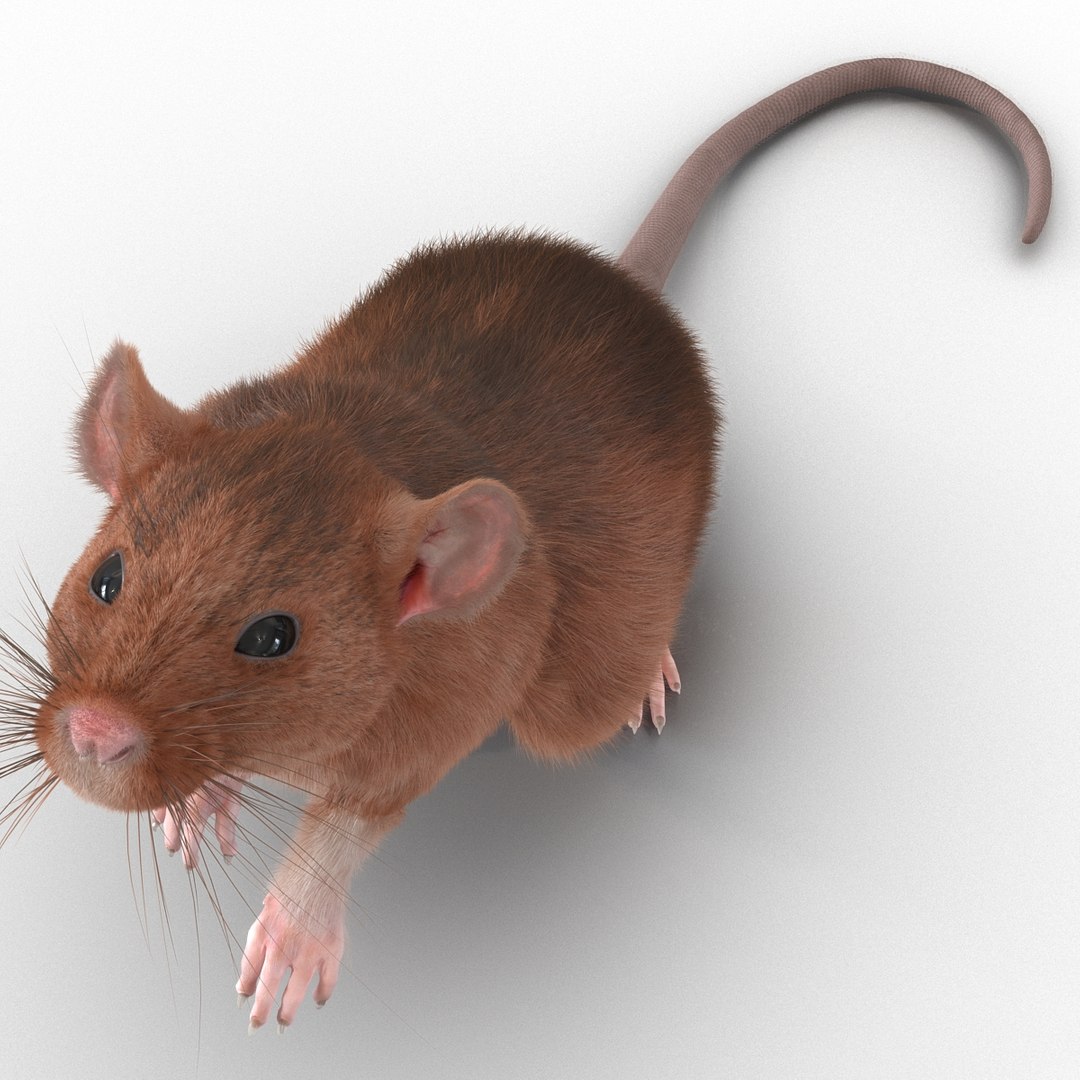 3d Rat 2 Pose Model