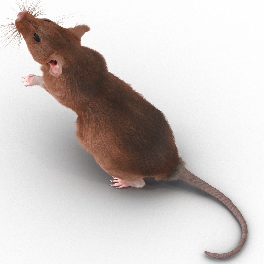 3d Rat 2 Pose Model