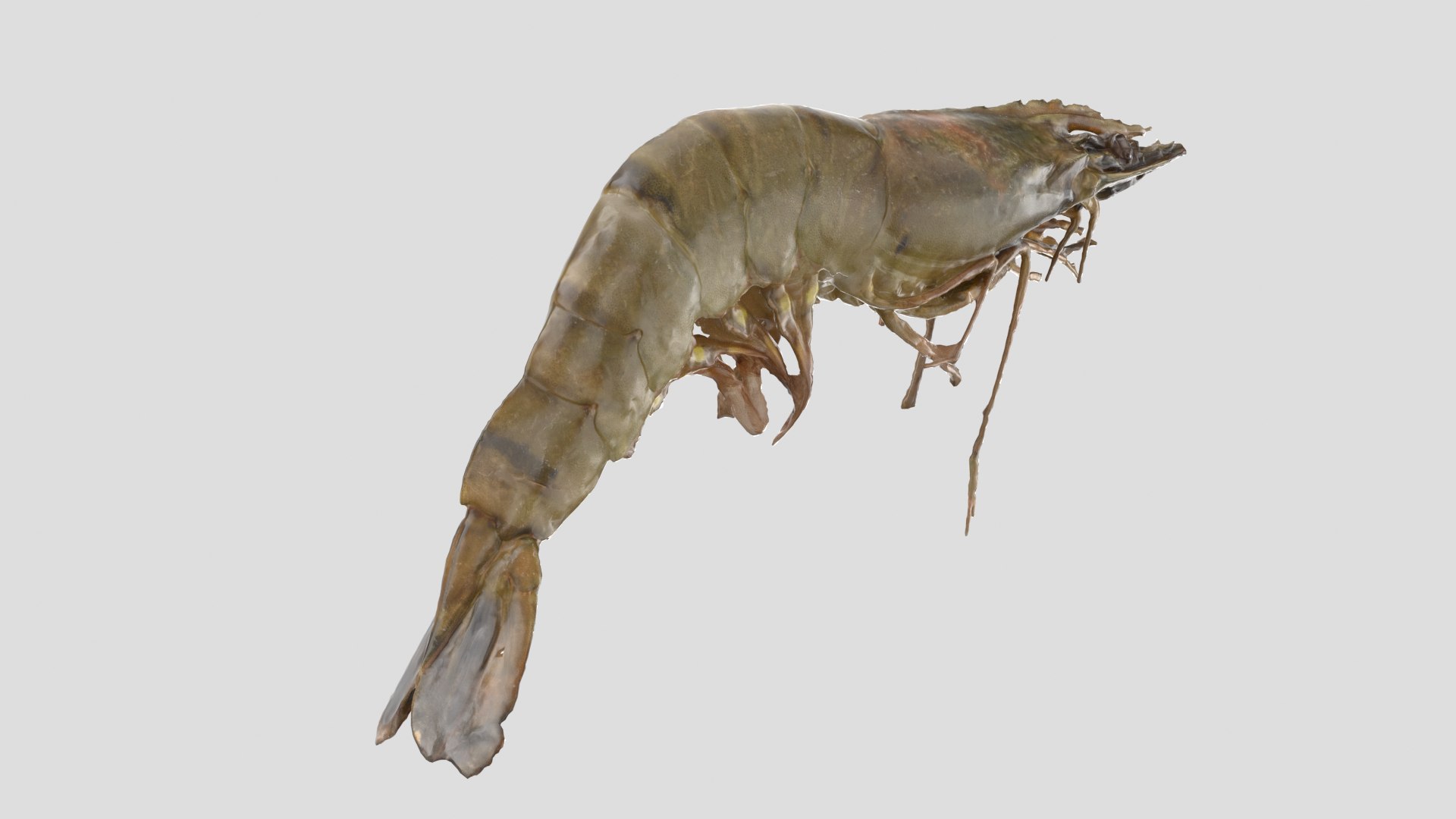 3D Raw Tiger Prawn - TurboSquid 1575642