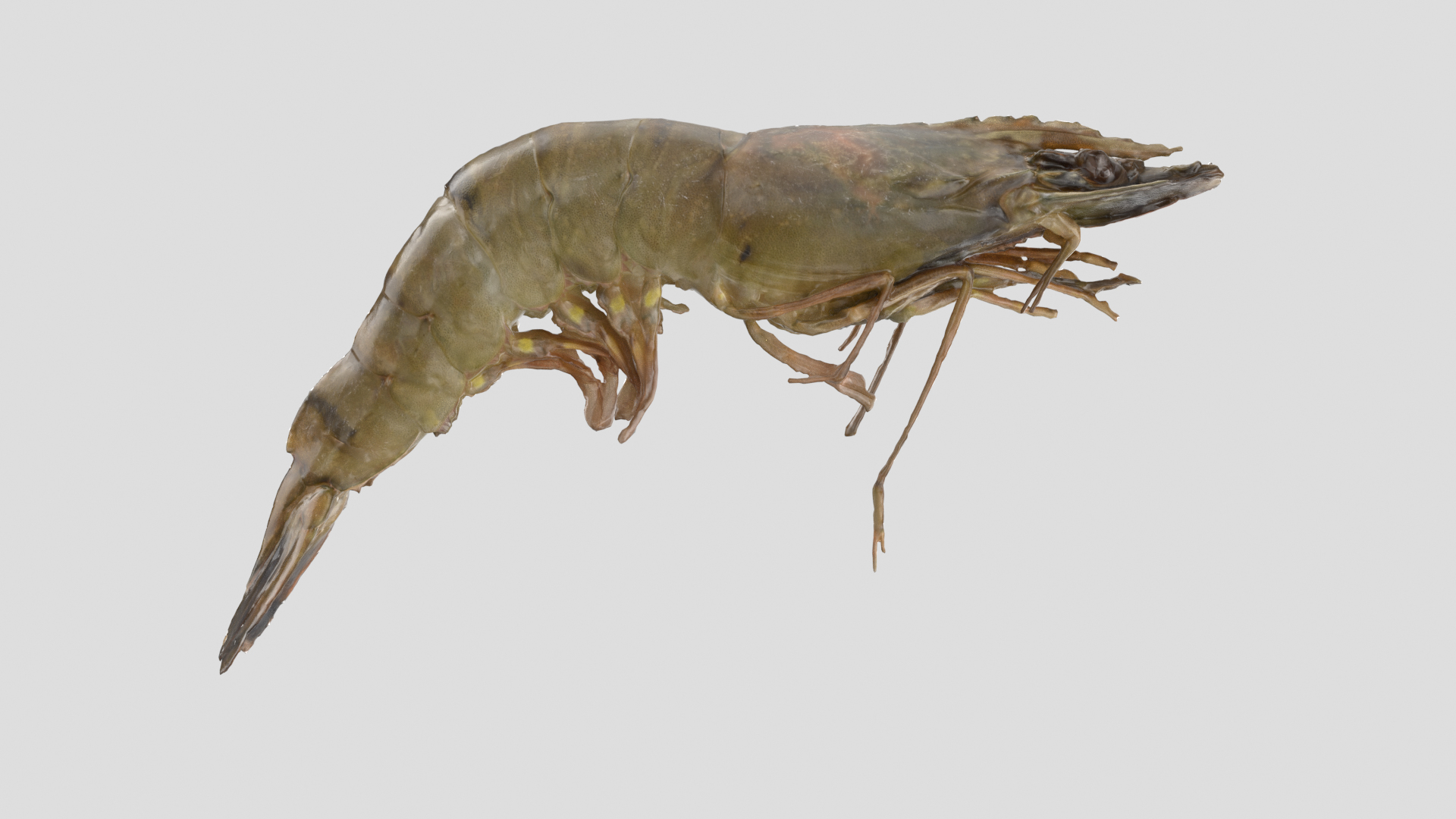 3D Raw Tiger Prawn - TurboSquid 1575642