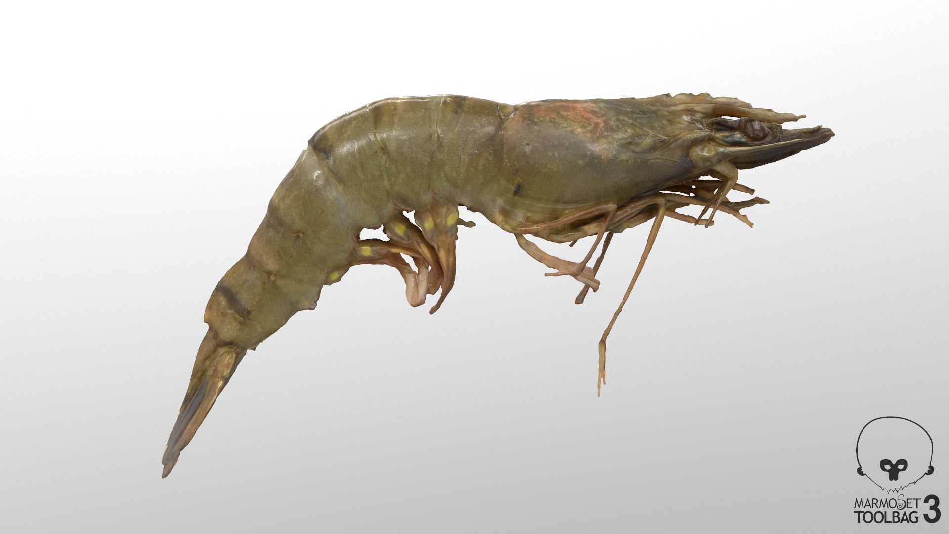 3D Raw Tiger Prawn - TurboSquid 1575642