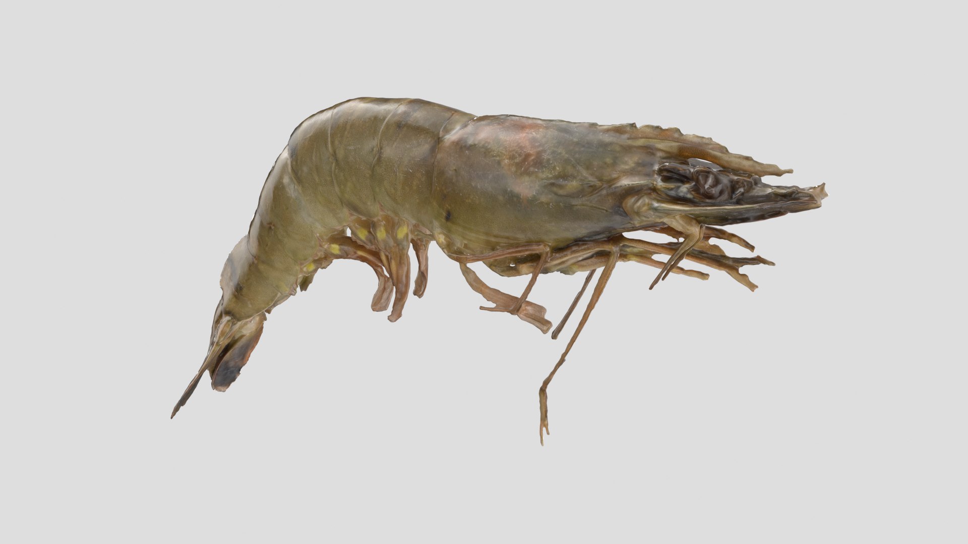 3D Raw Tiger Prawn - TurboSquid 1575642
