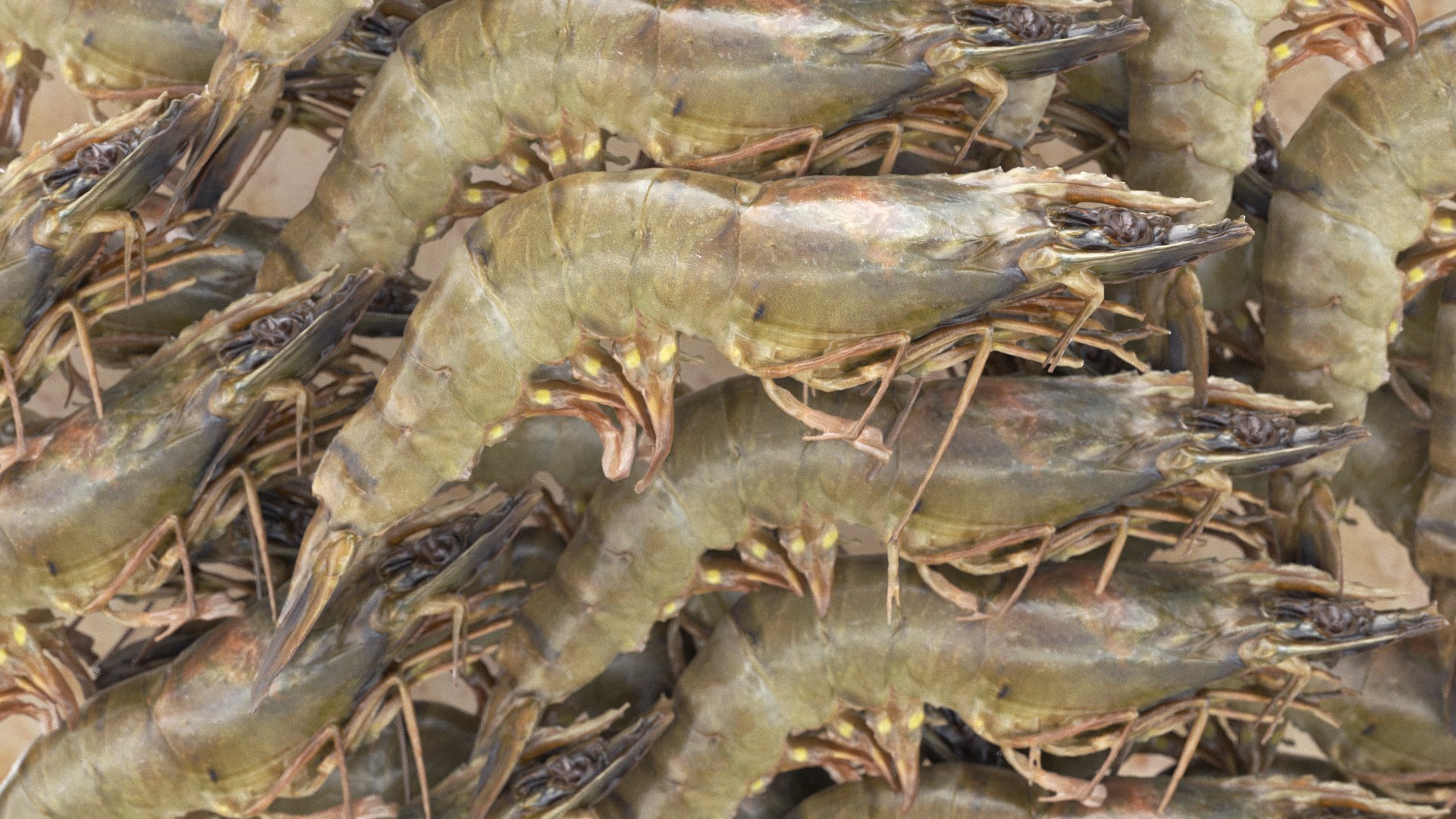 3D Raw Tiger Prawn - TurboSquid 1575642
