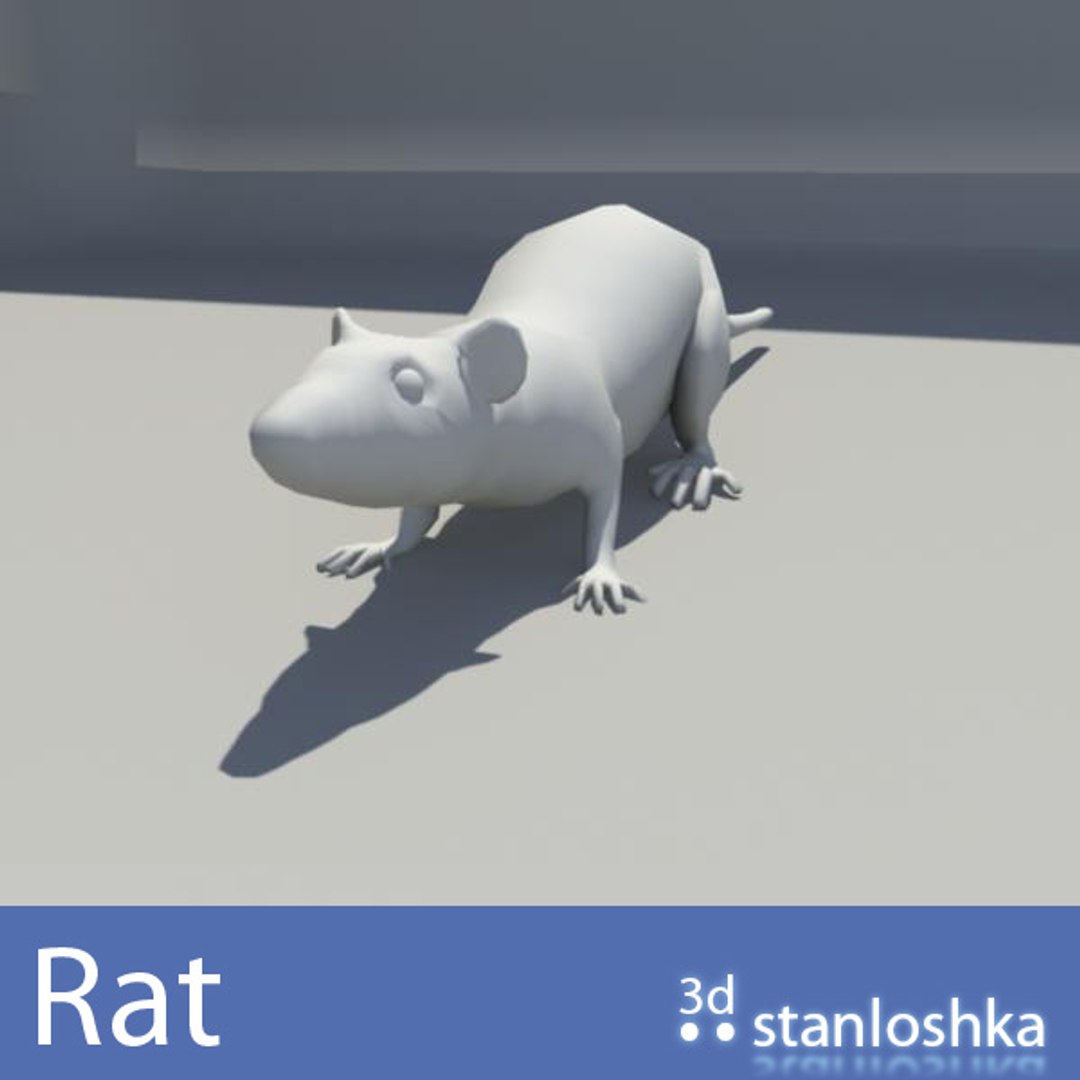 3d Rat Model