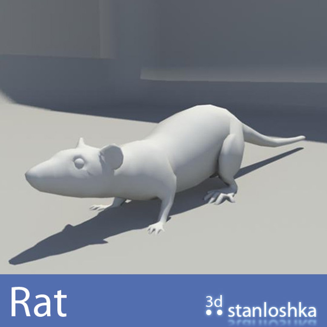3d Rat Model